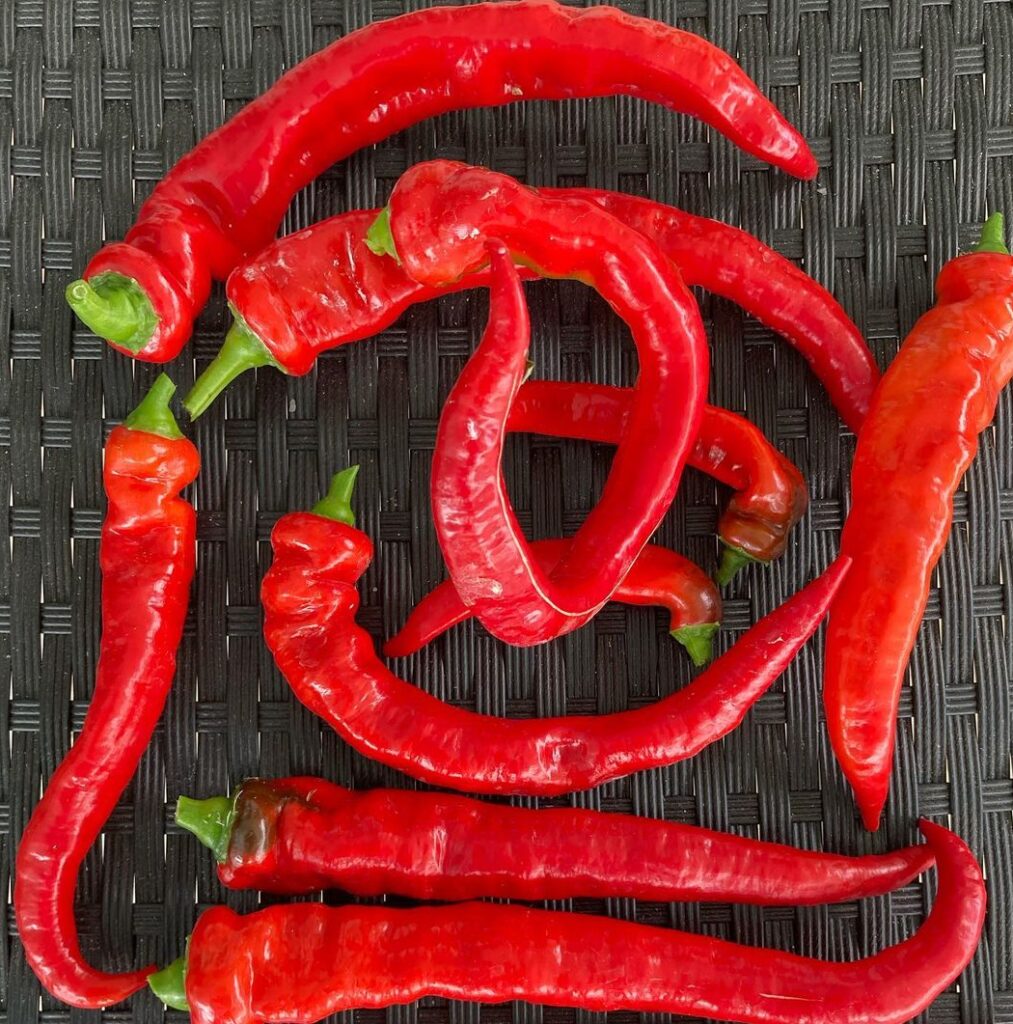 Chilli Blossom: Top Quality Seeds At Affordable price in India