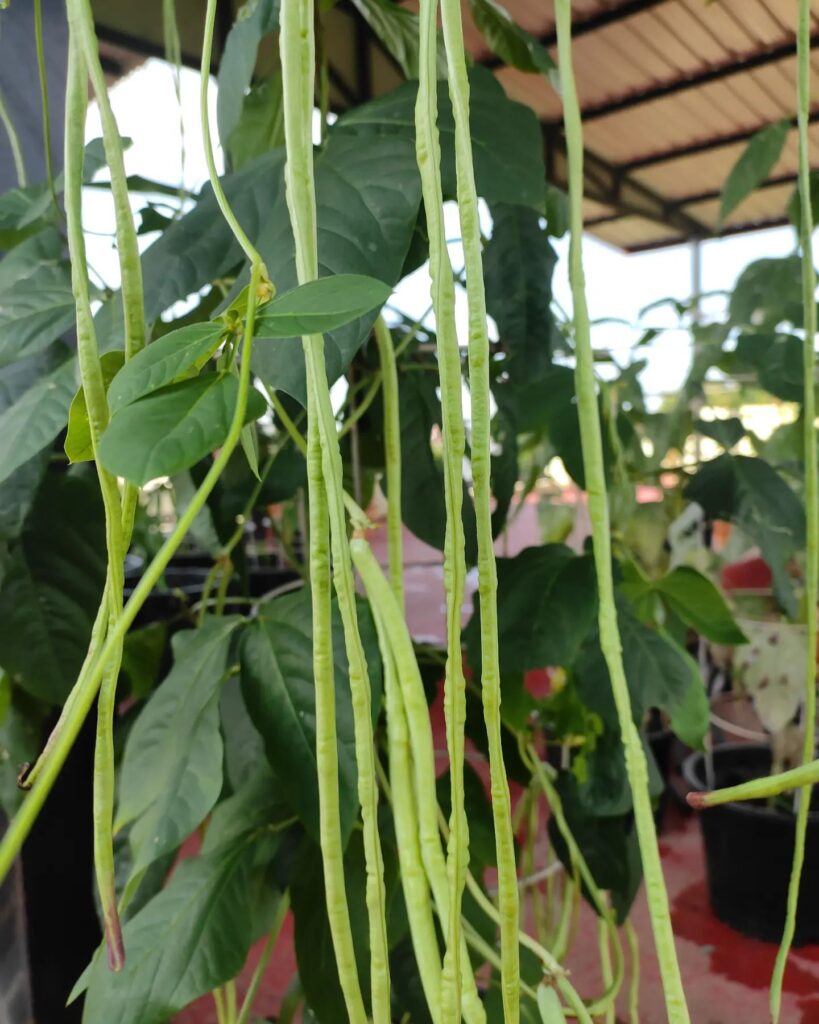 Buy Green Yard Long Beans - Chilli Blossom Farm