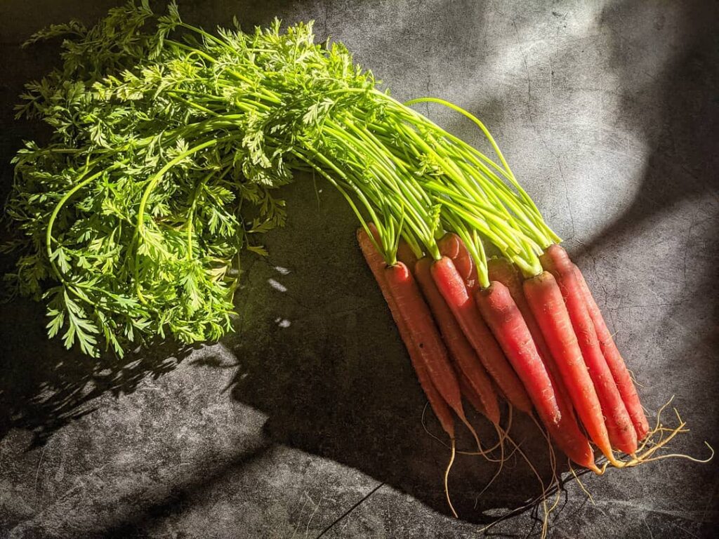 Buy Red Carrot Seeds - Chilli Blossom Farm
