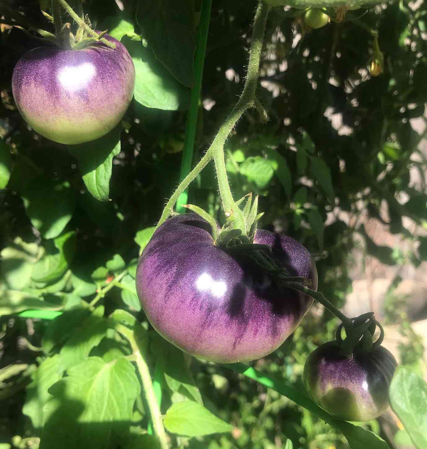 10 Unique And Unusual Heirloom Tomato Varieties To Try - Chilli Blossom ...