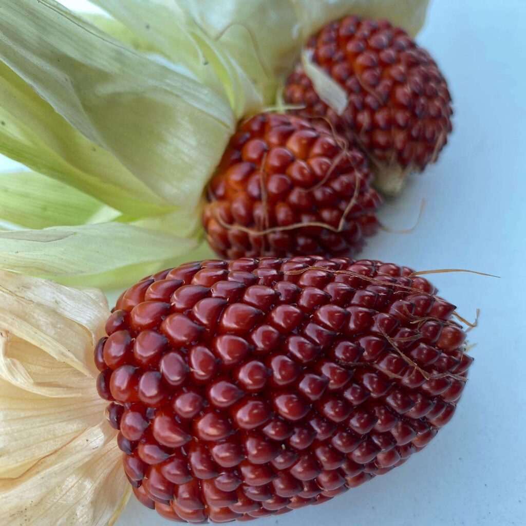Strawberry Popcorn Seeds - Chilli Blossom Farm
