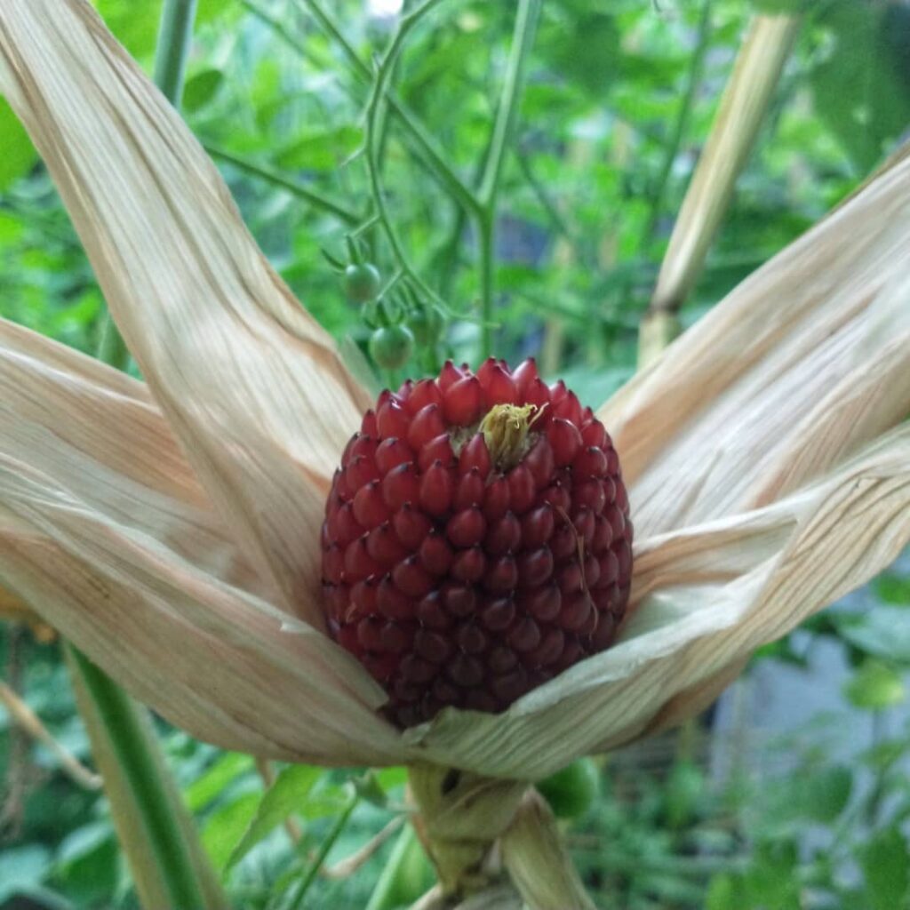 Strawberry Popcorn Seeds - Chilli Blossom Farm